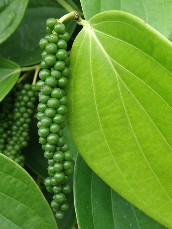 Pimenta de todos os sabores e gostos - A Lavoura