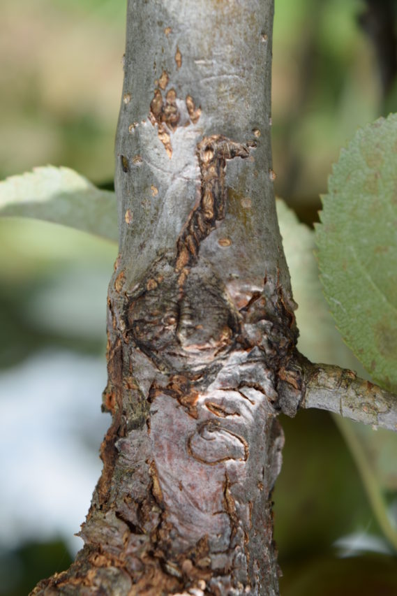 Cancro europeu: o ‘mal misterioso’ que ronda pomares de maçã e pera - A ...