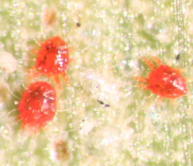 Alerta vermelho para ataques de espécie de ácaro em cultivos de banana ...