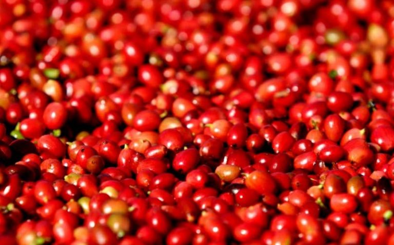 Mais de 65% do café conilon produzido no País virá do Espírito Santo ...