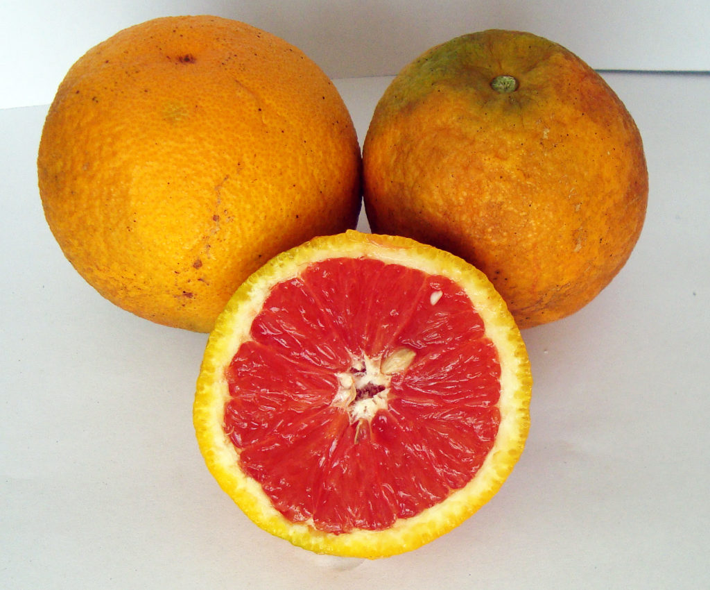 Cientistas do IAC desenvolvem novo tipo de laranja vermelha - A Lavoura