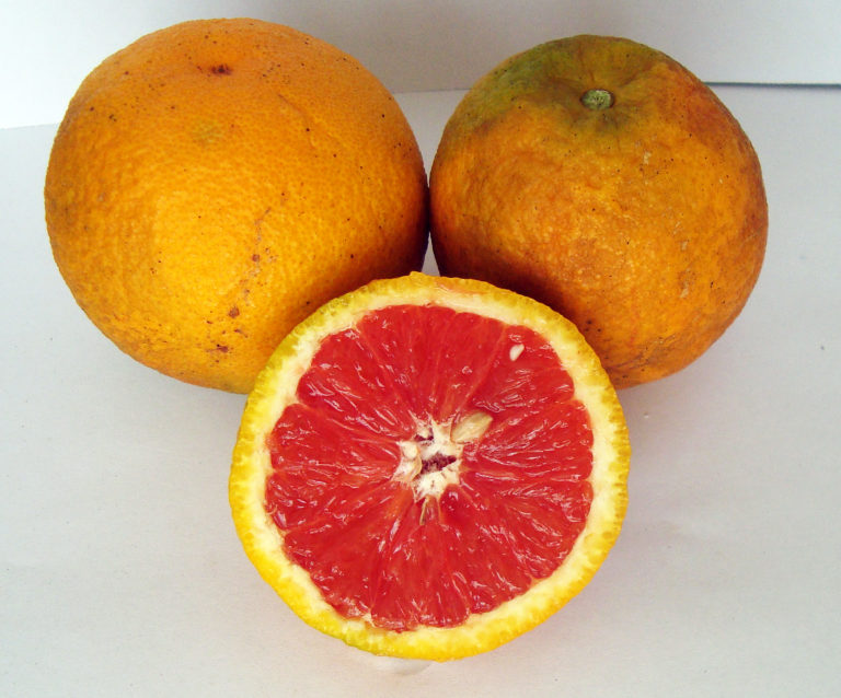 Cientistas do IAC desenvolvem novo tipo de laranja vermelha - A Lavoura