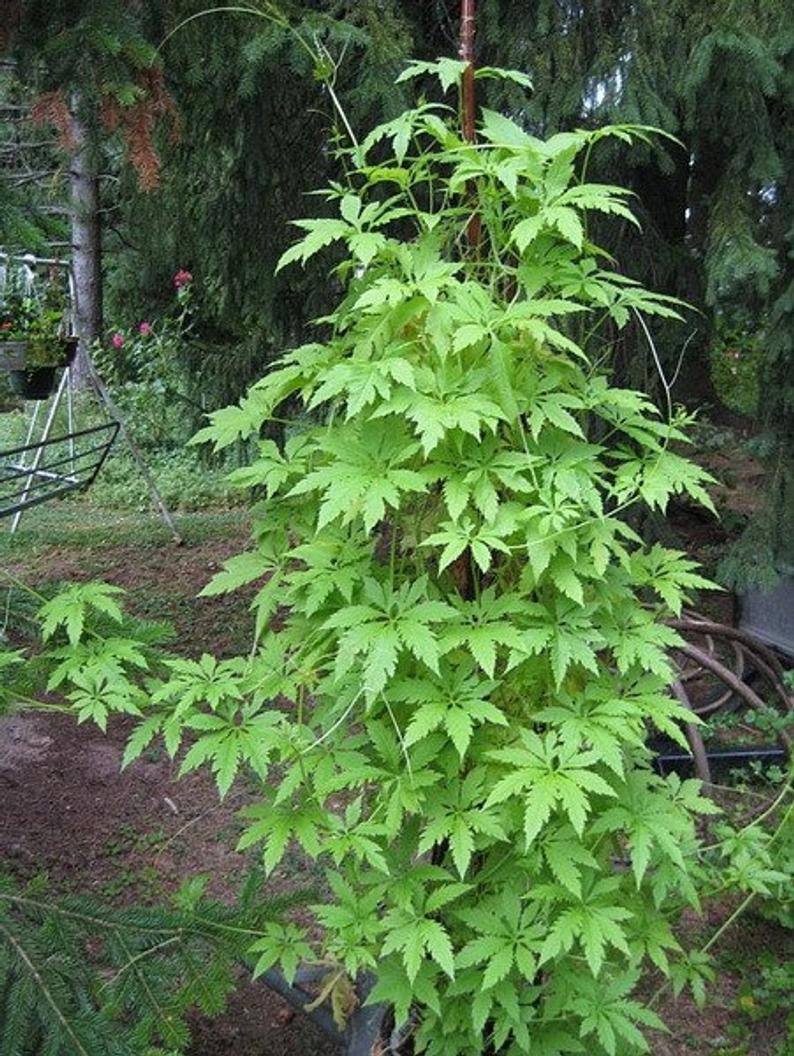 PANC: saiba como cultivar o chuchu-de-vento, fruto típico de regiões ...