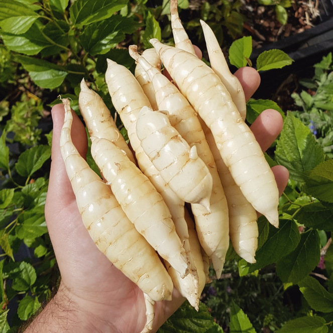 Exóticas, saborosas e nutritivas - A Lavoura