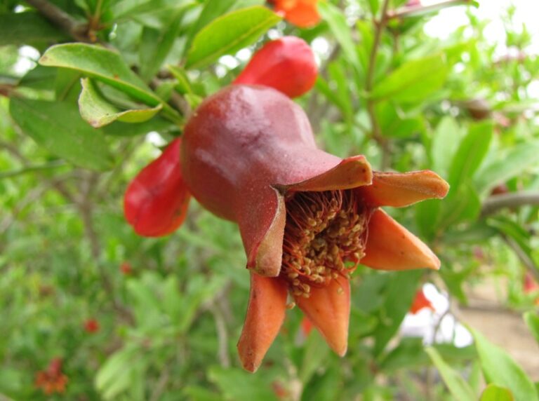 Romã: mais de 4 mil anos de muito poder - A Lavoura