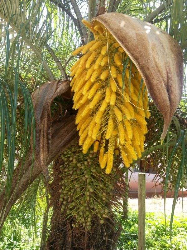 Macaúba pode ser alternativa para biodiesel e indústria farmacêutica ...