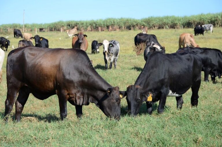Leite: produção eficiente começa com pasto de qualidade - A Lavoura