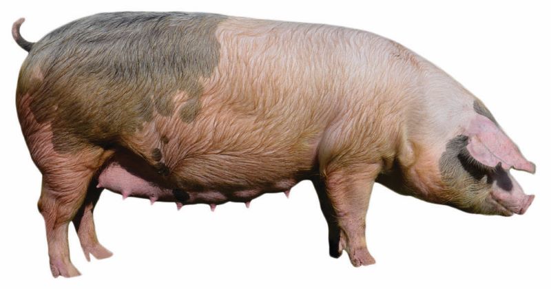 Nova fêmea suína: versatilidade e alta produtividade - A Lavoura