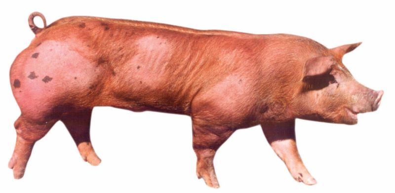 Nova fêmea suína: versatilidade e alta produtividade - A Lavoura