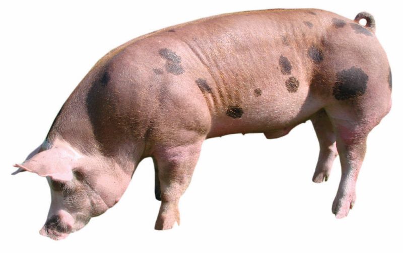 Nova fêmea suína: versatilidade e alta produtividade - A Lavoura