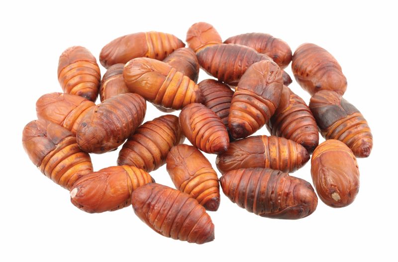 Bicho-da-seda - Tecendo novas oportunidades - A Lavoura