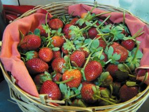 Morango de valor - A Lavoura