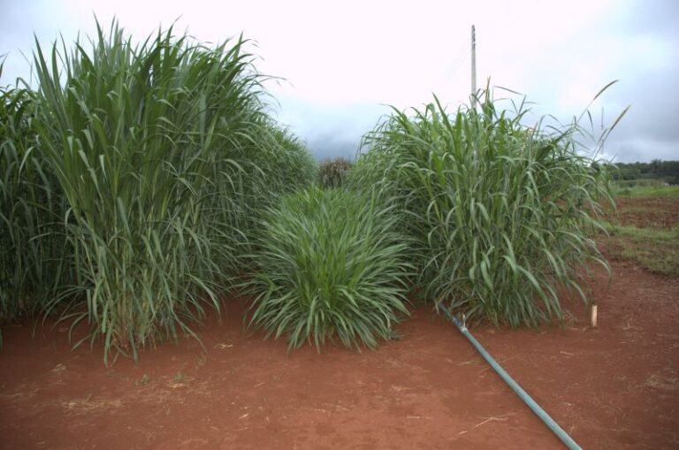 Novas cultivares de capim-elefante - A Lavoura