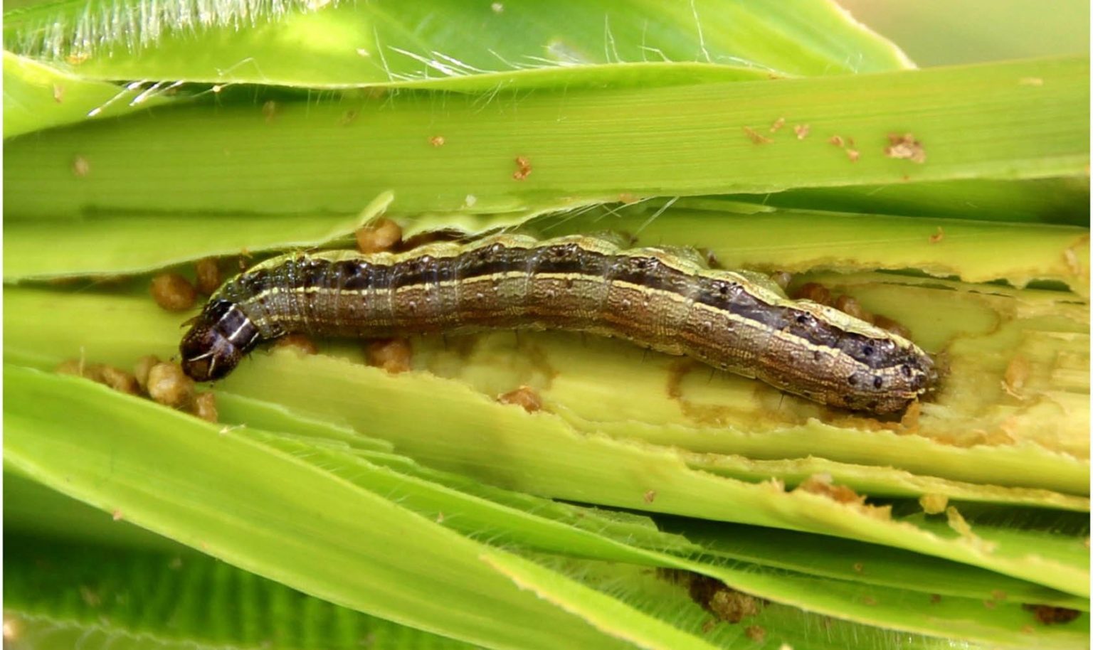 Novo produto biológico obtém 100% de eficácia no controle da lagarta-do ...