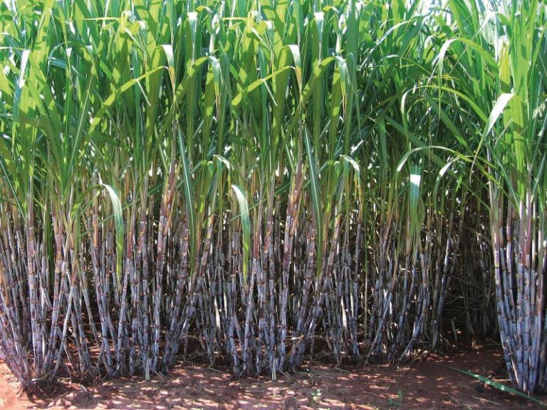 Biorreguladores: nova tecnologia para maior produtividade e longevidade ...