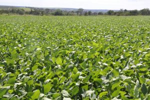 Soja no Cerrado: variedade superprecoce permitirá duas culturas no ...