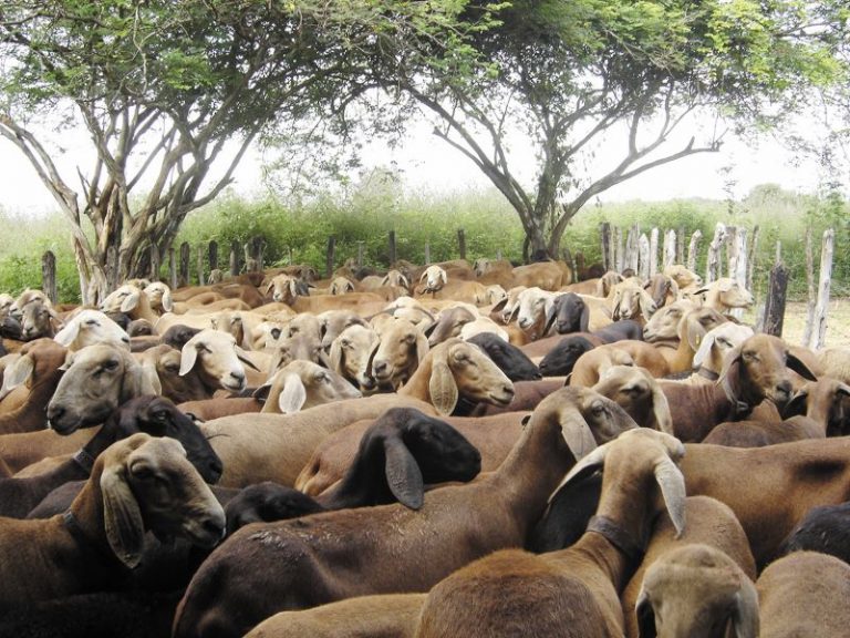 Como antecipar o primeiro cio pós-parto em ovelhas Santa Inês - A Lavoura