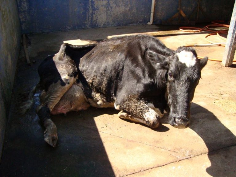 Síndrome da vaca caída - A Lavoura