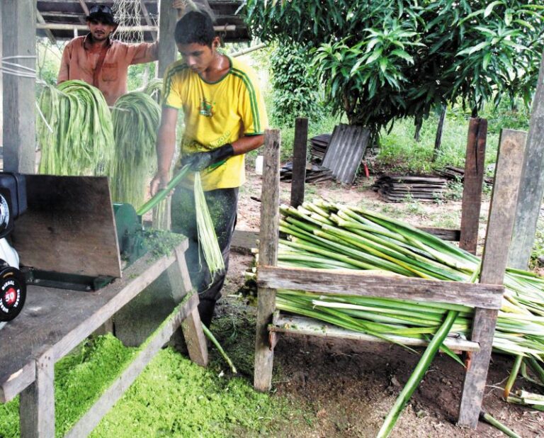 Folha de curauá, espécie de abacaxi do Pará, substitui fibra de vidro ...