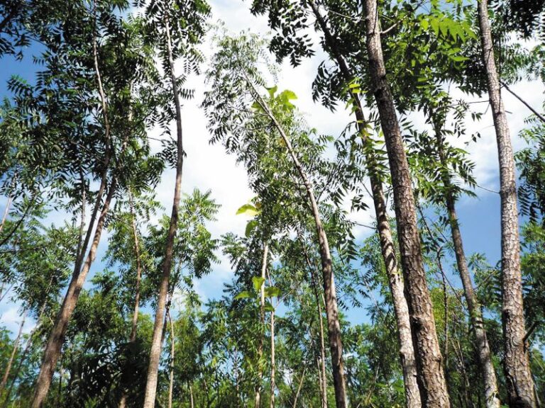 Árvore do Neem: moda indiana de 4.000 anos - A Lavoura