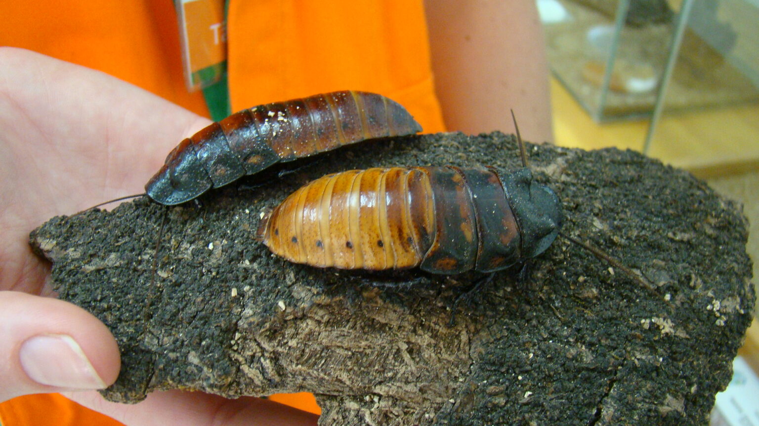 Exposição Planeta Inseto reabre com novidades - A Lavoura