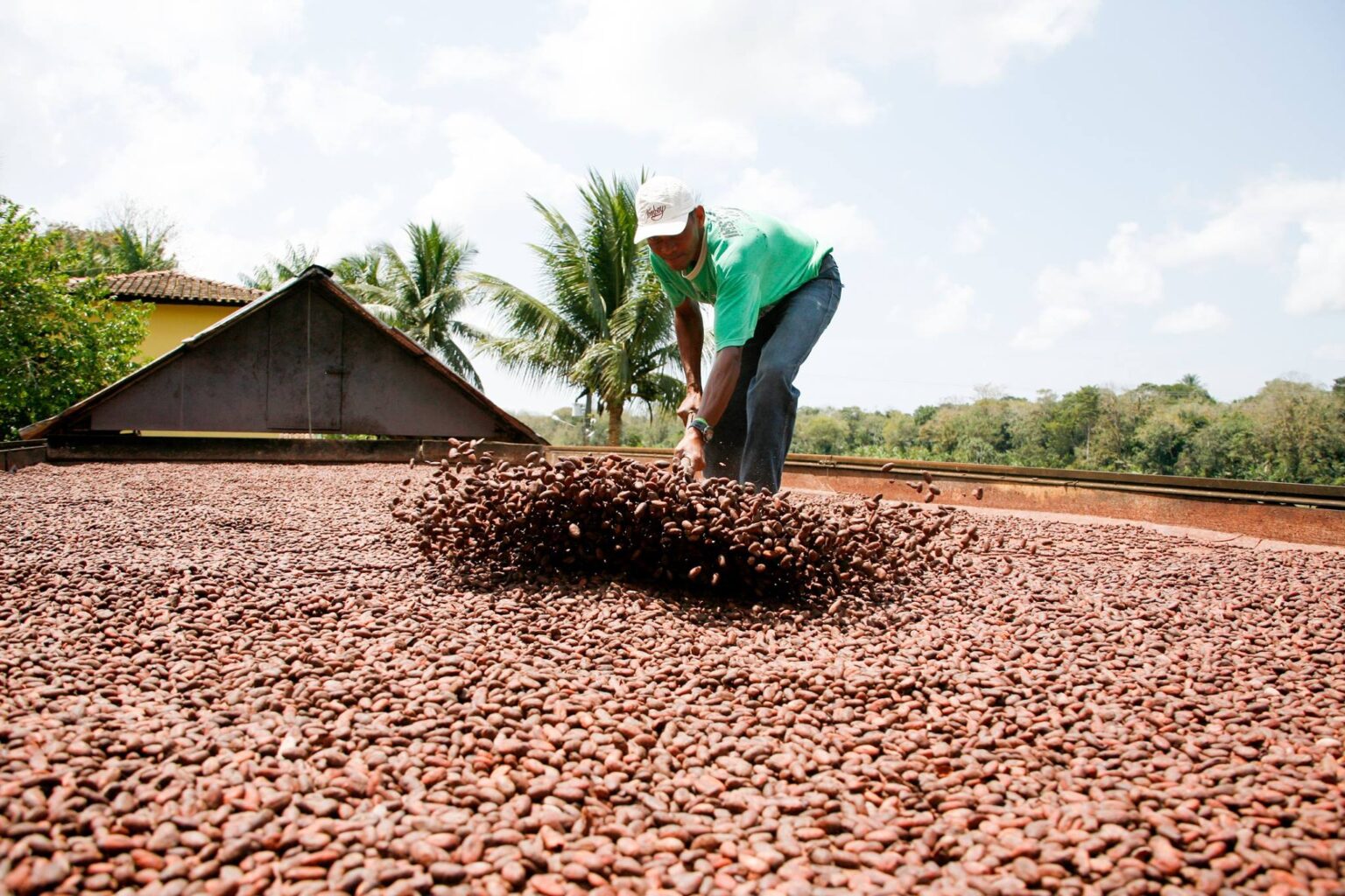 Costa do cacau: uma viagem na história e na natureza - A Lavoura