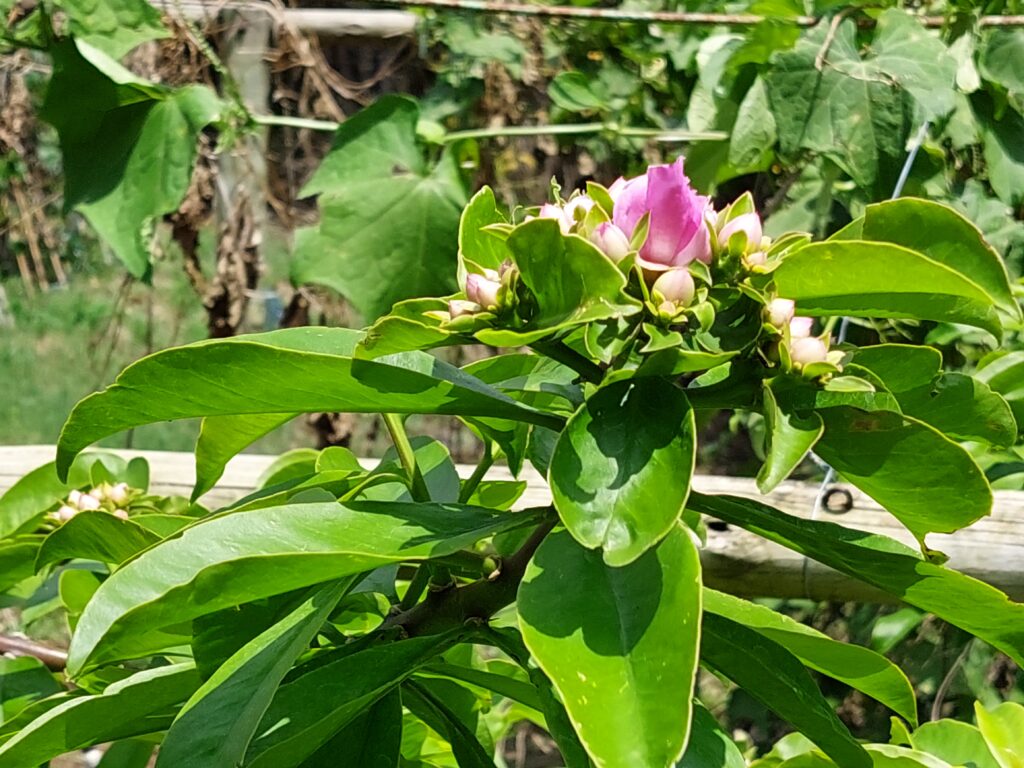O que são PANC? - A Lavoura