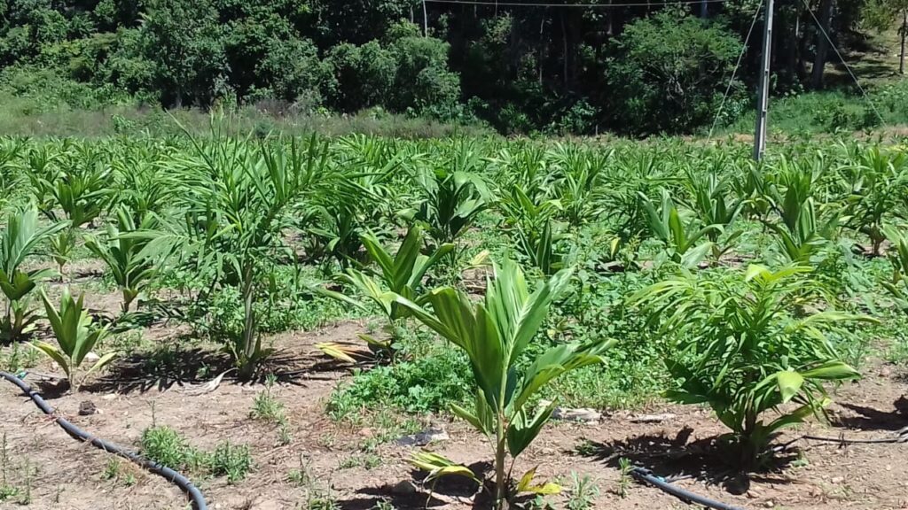 Palmito pupunha pode ser alternativa de renda - A Lavoura