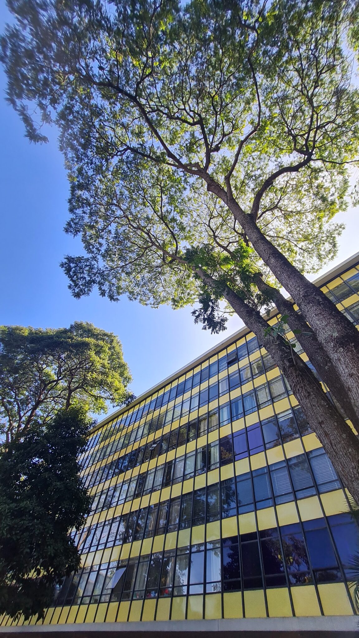 Árvores funcionam como ar-condicionado natural, aponta pesquisa - A Lavoura