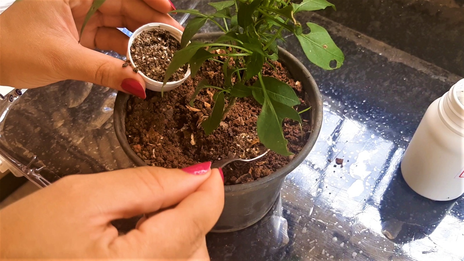 Compostagem caseira é barata e melhora o desenvolvimento das plantas ...