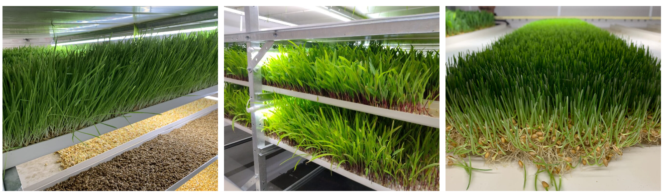 Produção vertical de forragem garante pasto o ano todo com ...