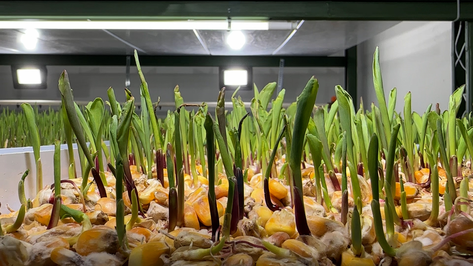 Produção vertical de forragem garante pasto o ano todo com ...