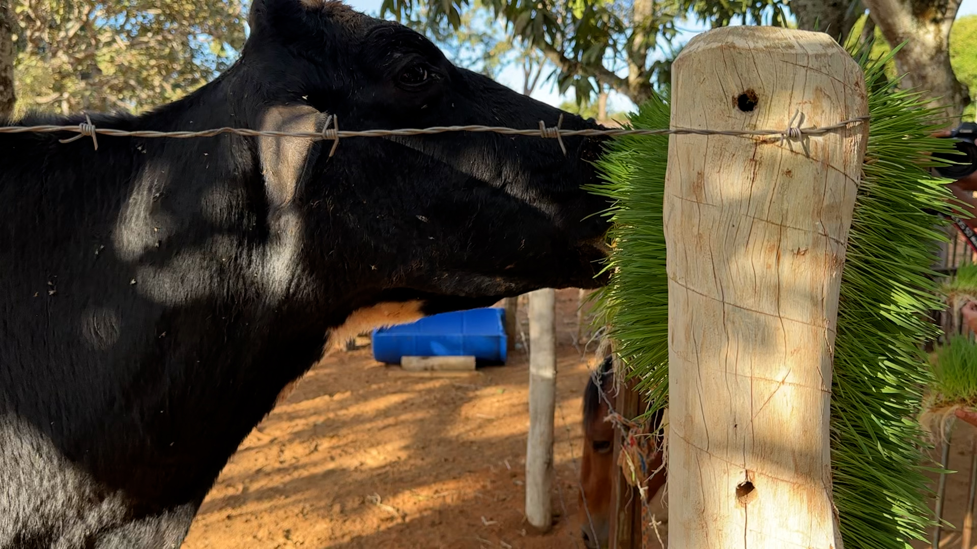 Produção vertical de forragem garante pasto o ano todo com ...