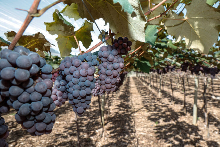 Home Ads - A Lavoura