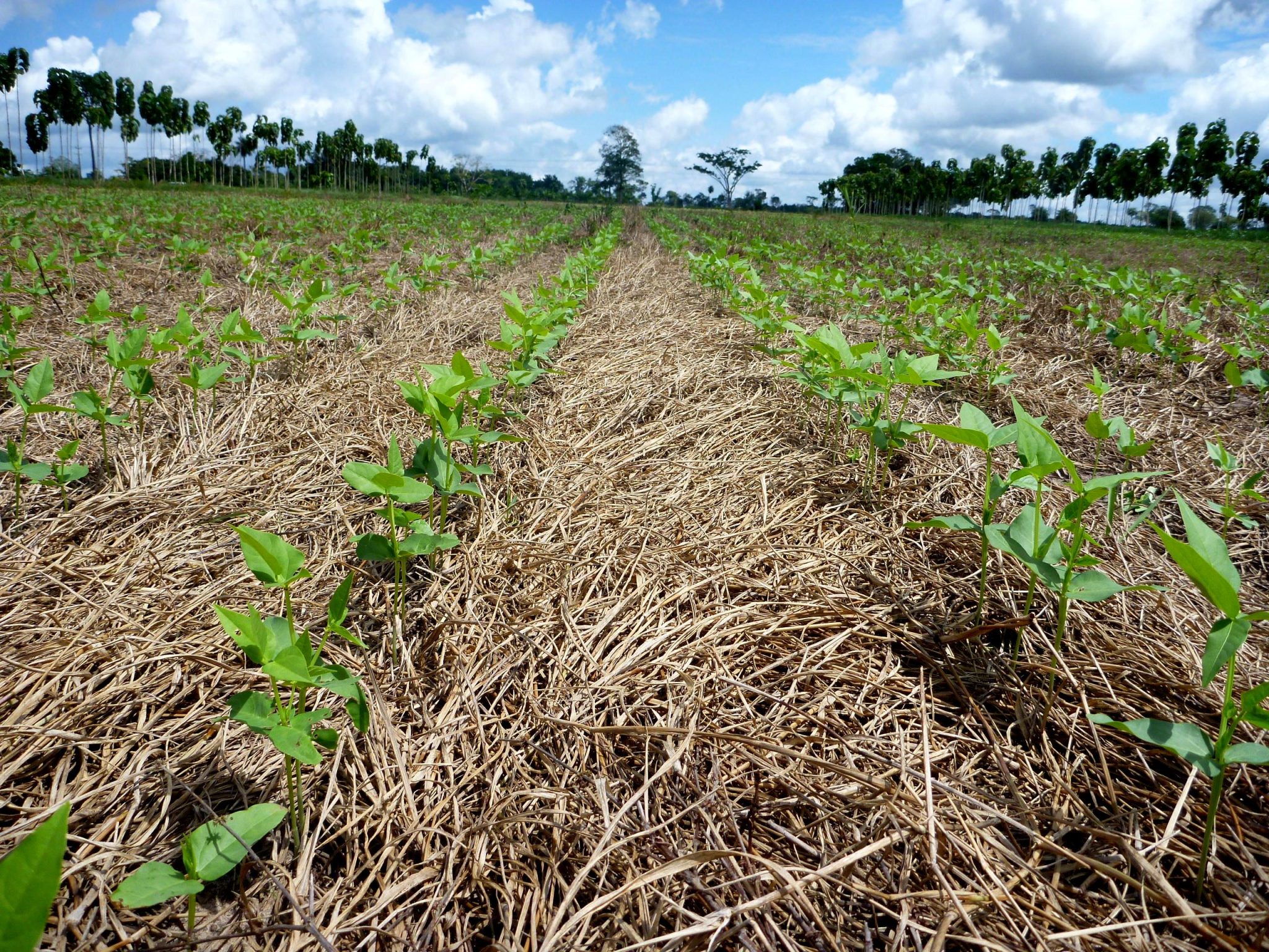 Plantio direto sobre a palha e ILP melhoram a saúde do solo e das ...