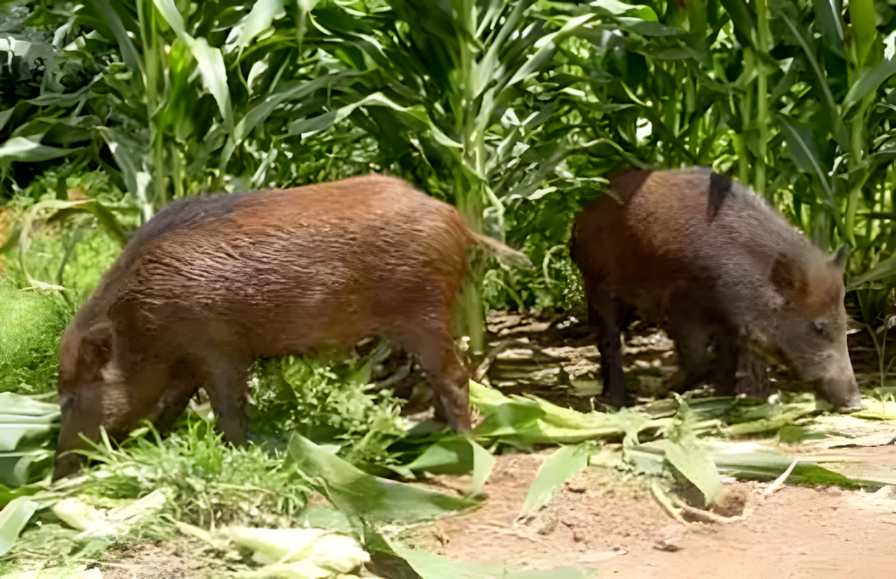 Proteja sua propriedade dos javalis - A Lavoura
