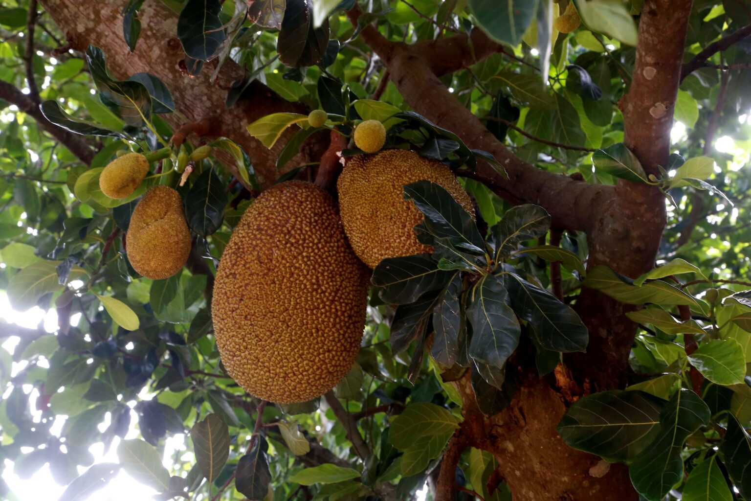 Jaca, a fruta ‘queridinha' dos veganos - A Lavoura